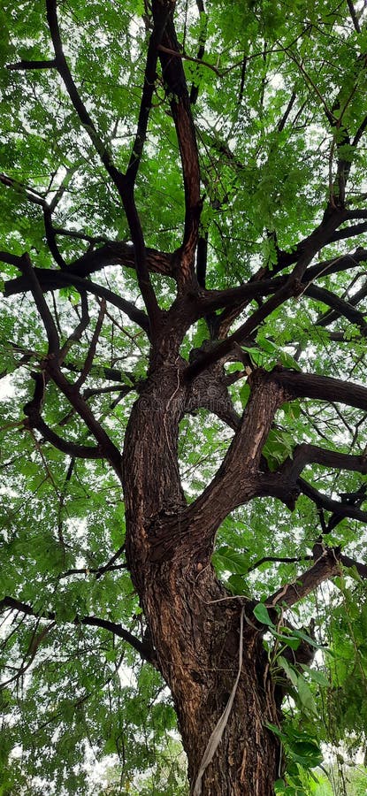 Huge Green Tree Trunk with Many Branches Stock Photo - Image of natural ...