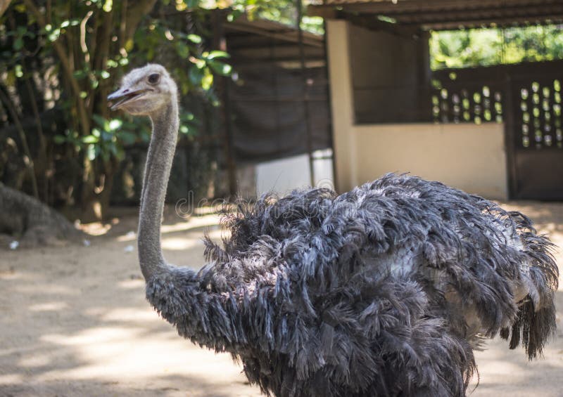 The Ostrich and the Raven stock image. Image of pens, black - 879247
