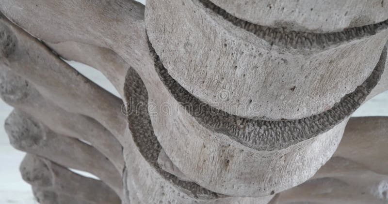 Huge Grey Skeleton of Big Blue Whale. Real Whale Bones Stock Footage ...