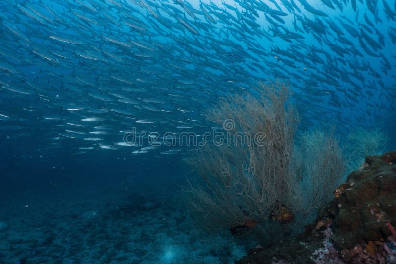 Huge Group of Barracuda Fishes Swimming in Deep Blue Sea Stock Photo ...