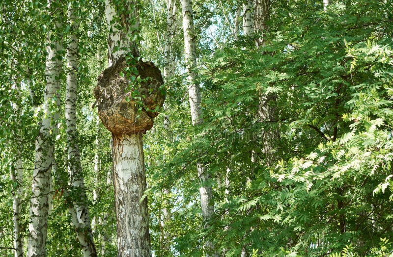 Huge Growth on the Trunk of a Birch Tree. a Big Forest Tree is Sick ...