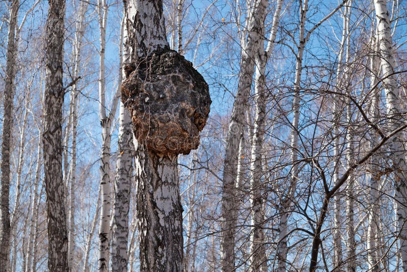 Huge Growth on the Trunk of a Birch Tree. a Big Forest Tree is Sick ...
