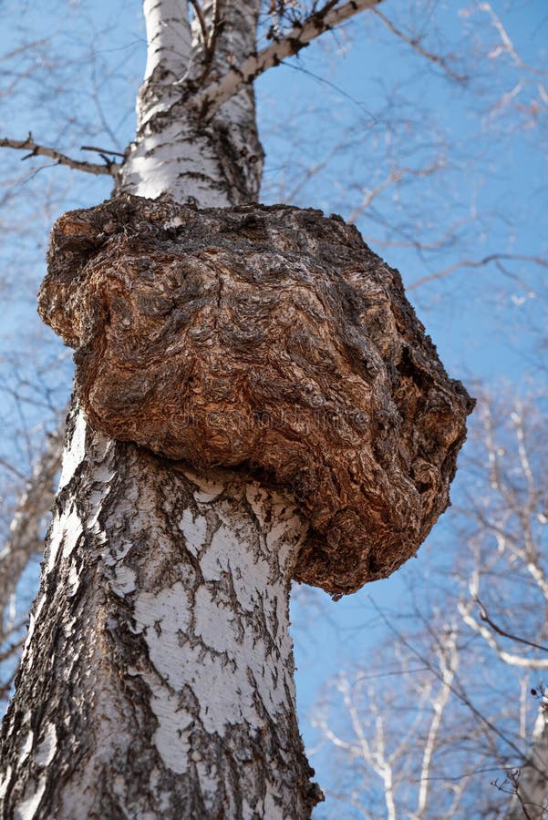 Huge Excrescence on Pine Tree Trunk. Sick Diseased Forest Tree Stock ...