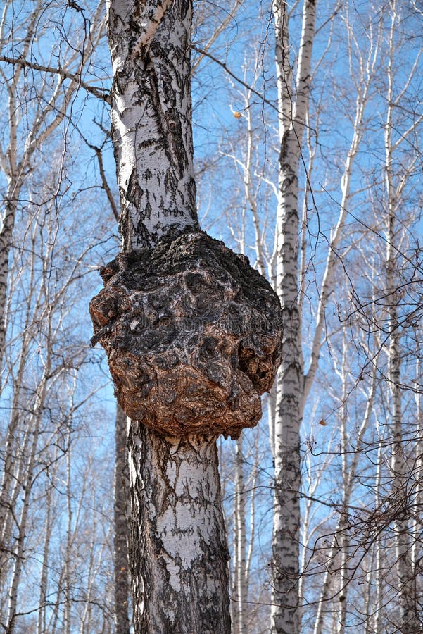 Huge Growth on the Trunk of a Birch Tree. a Big Forest Tree is Sick ...