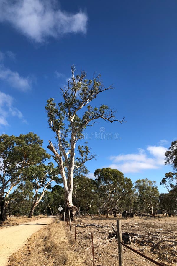 Gum Tree In South Australia. Stock Photo - Image of nature, long: 122820066
