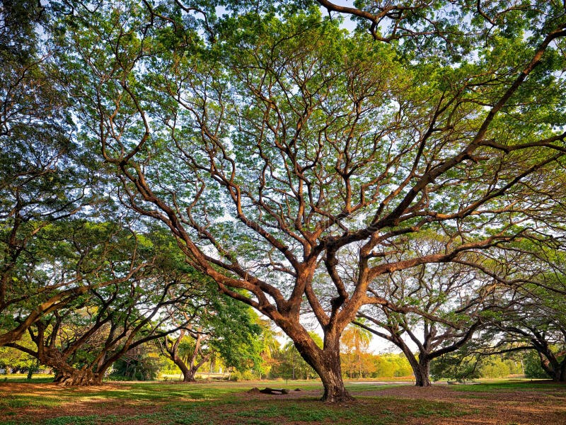 Huge, Healthy Tree with Several Green Branches Stock Photo - Image of ...