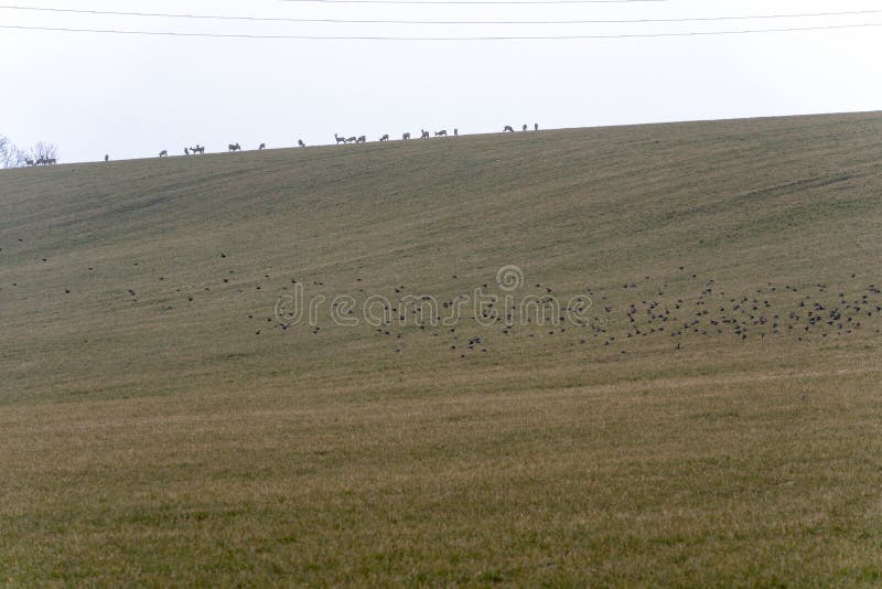 A Huge Herd of Wild Deer on a Hilly Field Meadow Stock Photo - Image of ...