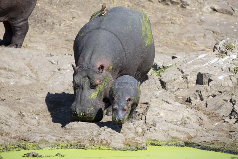 Huge Hippo Cow Walk on the Shore of a Lake with Calf Stock Photo ...