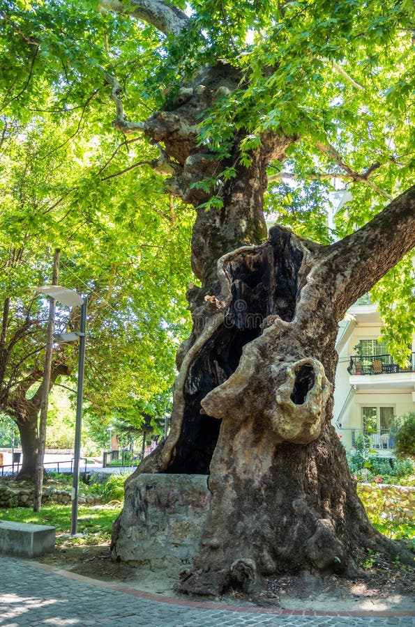 Huge Hollow in the Trunk of an Old Plane Tree in the City of Edessa ...