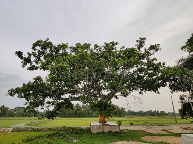 Huge Holy Tree Tree during Sunset Stock Photo - Image of hill, sunset ...