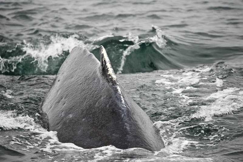 Huge Humpback Whale Back Close Up Stock Image - Image of alaska, breach ...