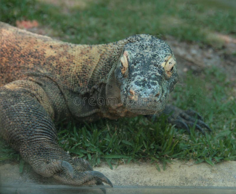 Huge Iguana Close Up, Big Lizard on Green Grass Stock Image - Image of ...