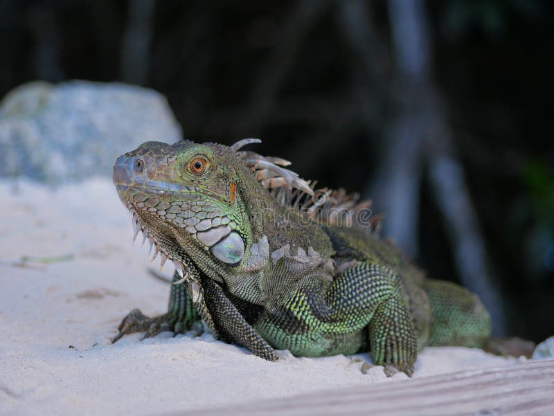 Huge Iguana Lizard on the Beach in Aruba Stock Image - Image of natural ...
