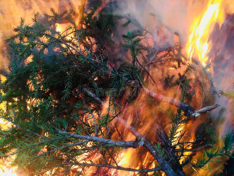 A Huge and Incredibly Beautiful Fire Stock Photo - Image of trees, huge ...