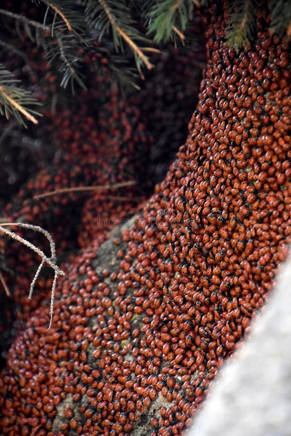 Huge Infestation of Lady Bugs on a Rock Stock Image - Image of group ...