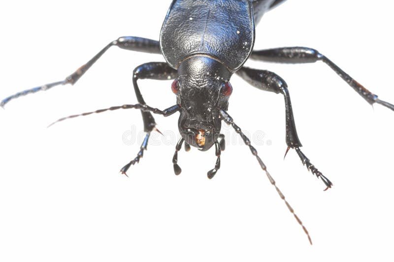Huge insect stock photo. Image of animal, black, brown - 3269302