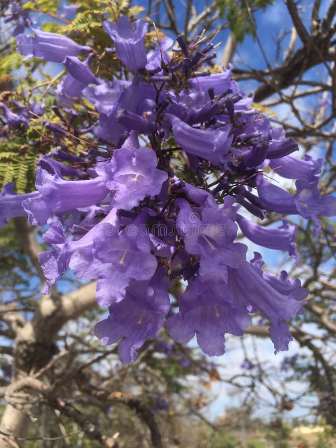 Huge Jacaranda Blossoms stock image. Image of vibrant - 118024535