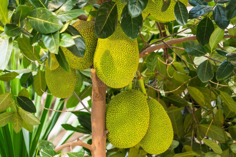 Huge Jack Fruit Gowing on Tree in Thailand Stock Photo - Image of ...
