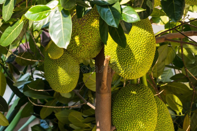 Huge Jack Fruit Gowing on Tree in Thailand Stock Photo - Image of fruit ...