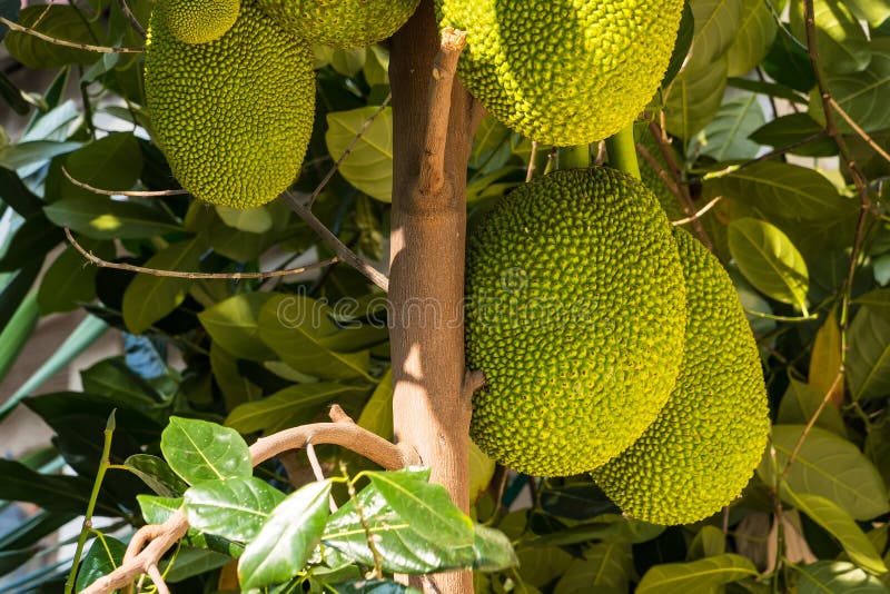 Huge Jack Fruit Gowing on Tree in Thailand Stock Image - Image of jack ...