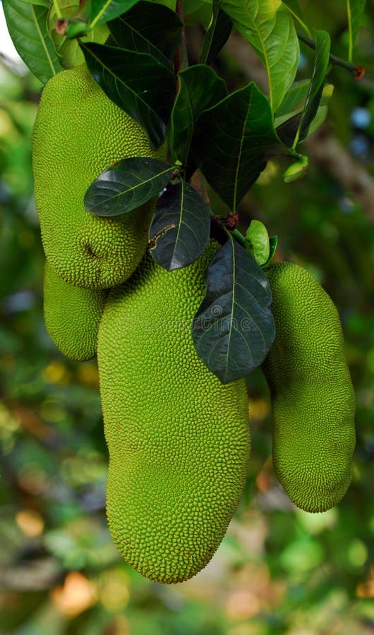 Huge jackfruit stock photo. Image of spiky, color, huge - 7415570
