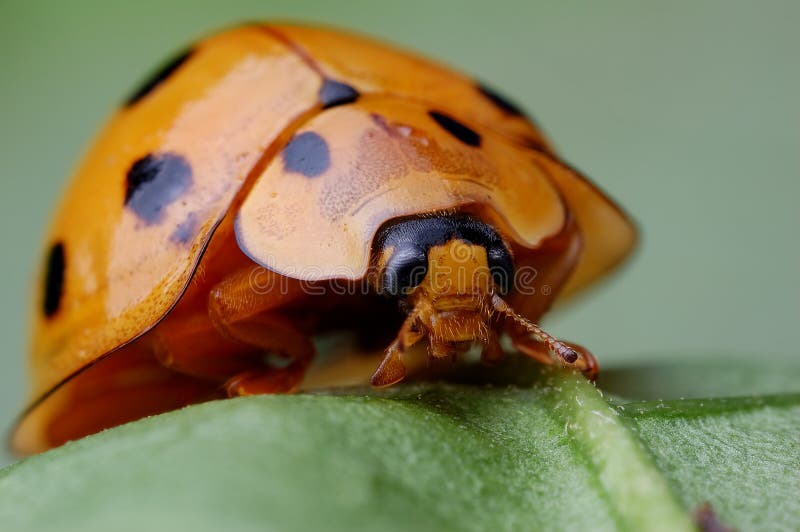 Huge ladybug stock photo. Image of details, coccinellidae - 28598426