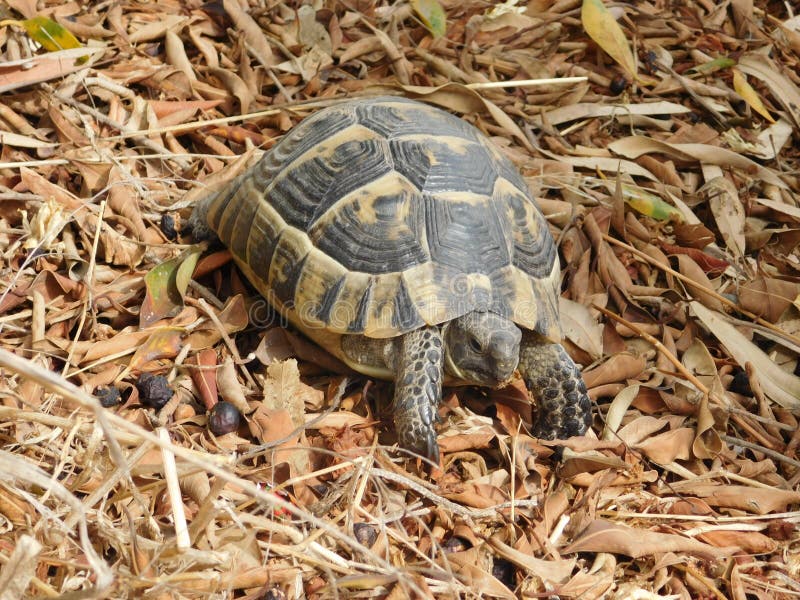 Turtle on vacation. stock image. Image of manavgat, turtle - 174206055