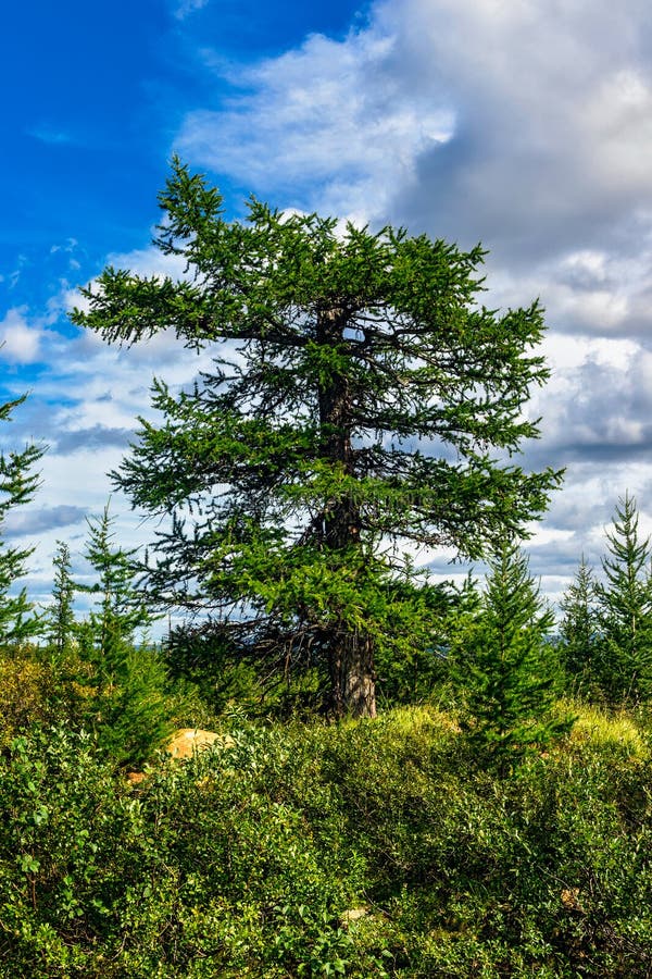 Huge Larch Tree in the Forest on a Sunny Summer Day Stock Image - Image ...