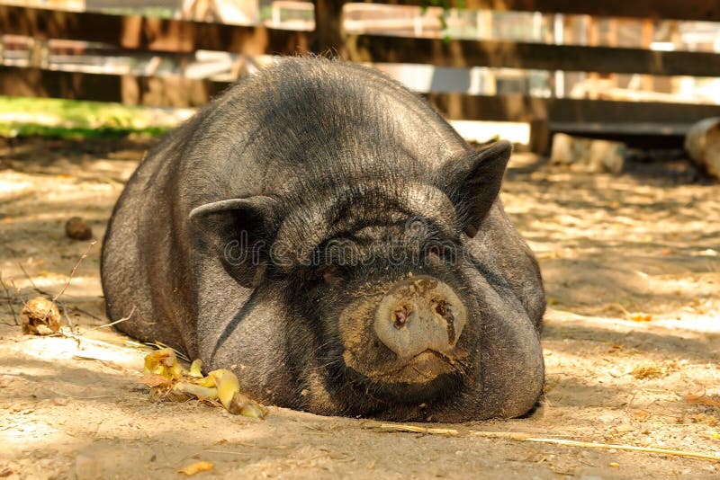 757 Lazy Pig Stock Photos - Free & Royalty-Free Stock Photos from ...