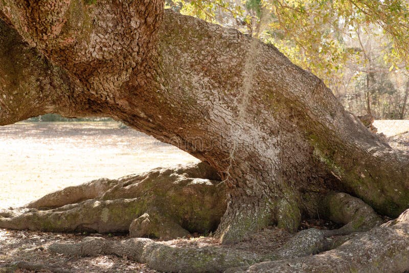 Huge Leaning Live Oak Tree. Stock Image - Image of leaning, woodland ...