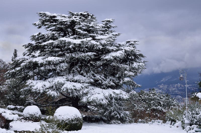 A Huge Lebanese Cedar Covered in Snow Stock Image - Image of flora ...