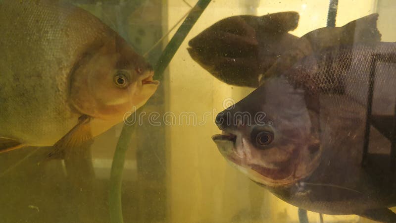 Huge Live Fish in Aquarium stock image. Image of aqua - 169794587