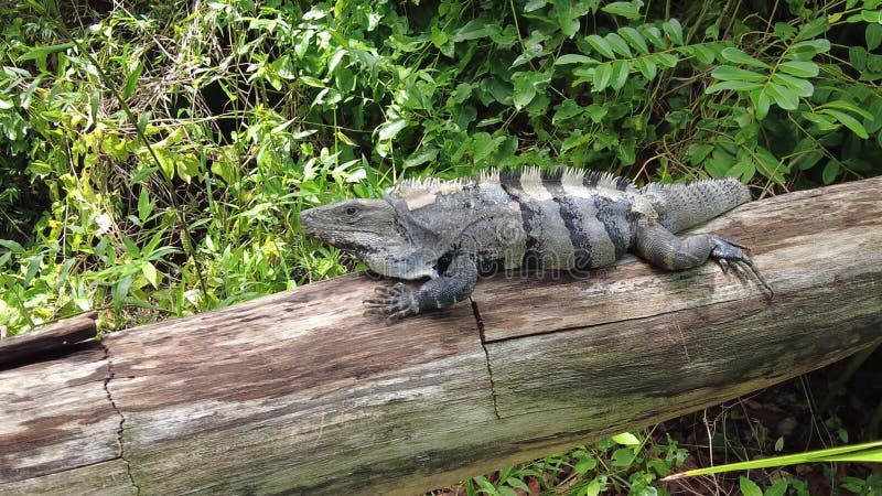 A Huge Lizard Lies on a Log Stock Footage - Video of animal, outdoor ...