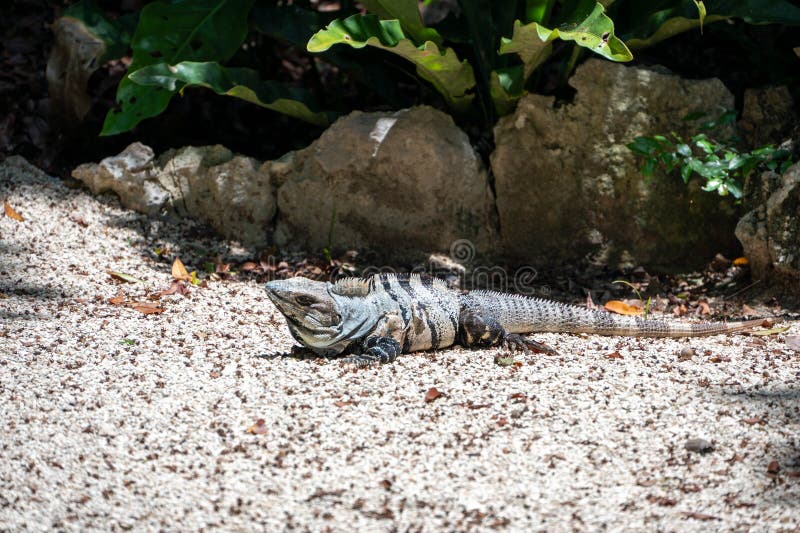 Huge Lizard Lying in the Sun Stock Image - Image of huge, plant: 293088377