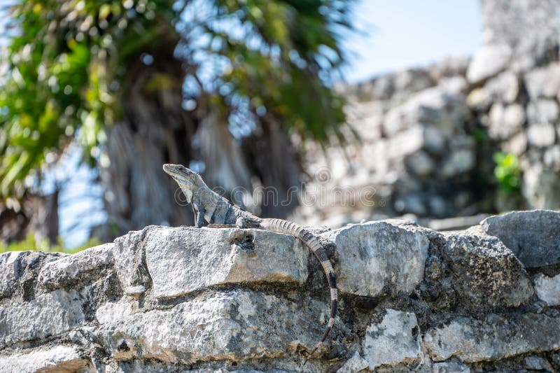 Huge Lizard Lying in the Sun on the Ancient Ruins of Tulum Stock Image ...