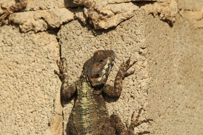A Huge Lizard Stands on a Wall Stock Photo - Image of wall, filed ...