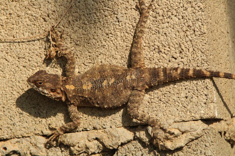 A Huge Lizard Stands on a Wall Stock Photo - Image of tree, green ...