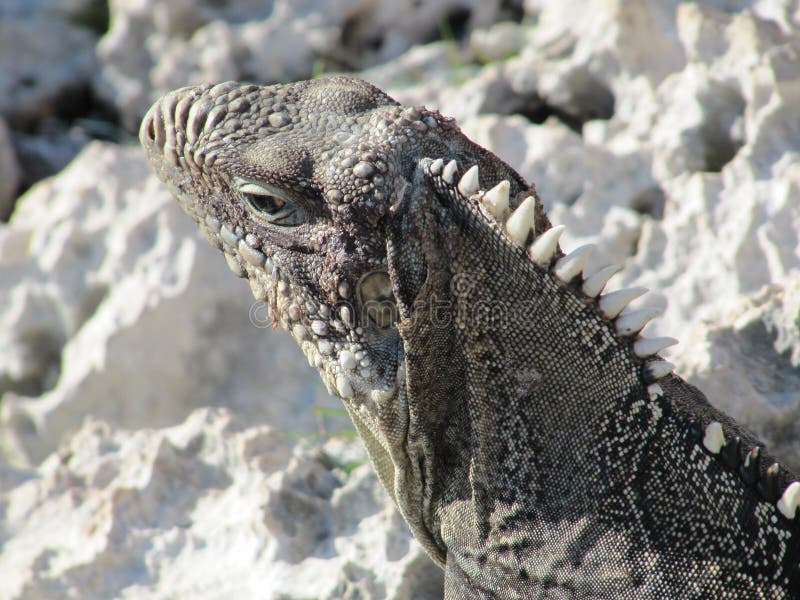 Huge lizard stock photo. Image of biology, green, object - 65889626