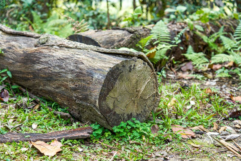 A Huge Log Abandoned in a Forest Park Stock Photo - Image of leaf ...