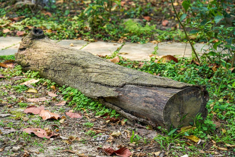 A Huge Log Abandoned in a Forest Park Stock Image - Image of soil ...