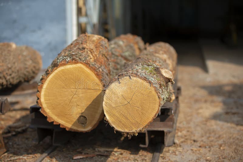 A huge log outdoors stock image. Image of creative, shape - 190105895