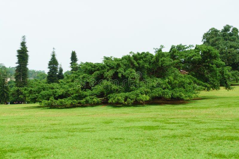 Huge Low Wide Tree on the Lawn Stock Image - Image of flora, garden ...