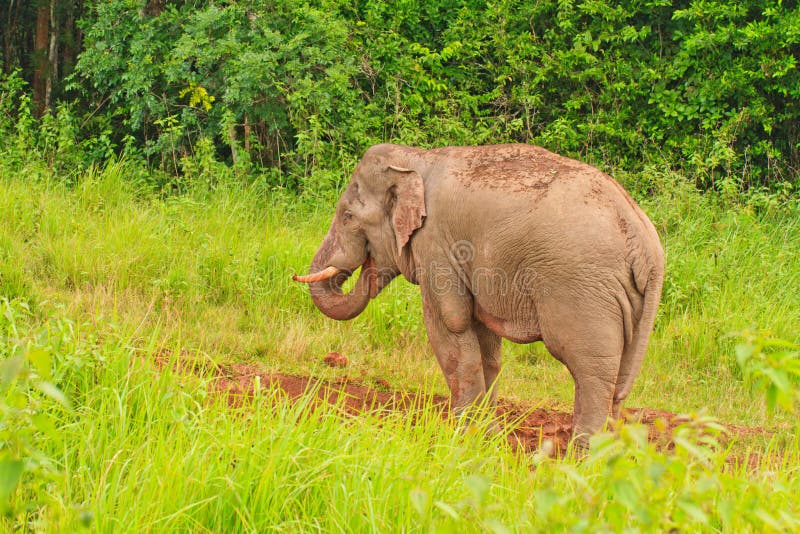 Elephant stock photo. Image of african, grass, huge, open - 30145396