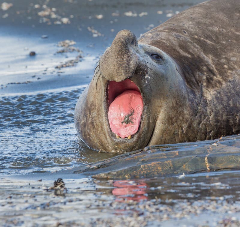 Huge Male Elephant Seal Yelling on Beach in South Georgia Stock Image ... Huge Male Elephant Seal Yelling on Beach in South Georgia Stock Image ...