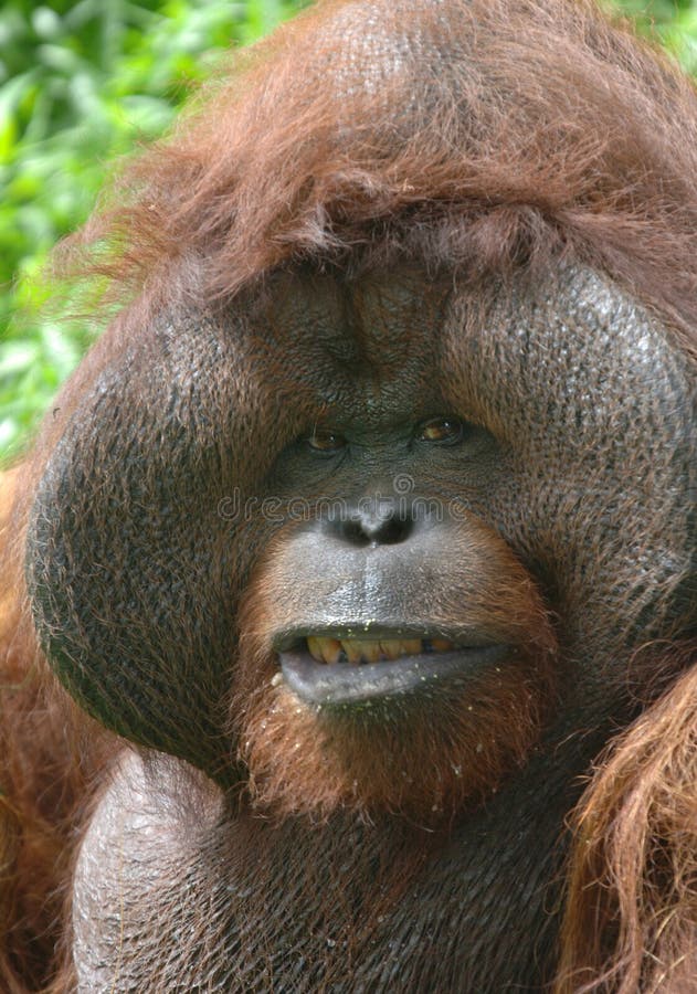 Funny Smile Orangutan Monkey Portrait Editorial Stock Photo - Image of ...