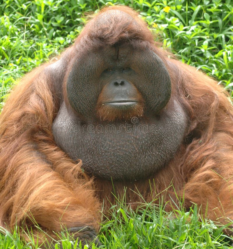 Huge Male Orangutan Monkey, Borneo, Asia Orange Stock Photo - Image of ...