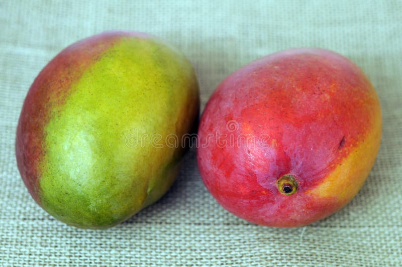 Huge mango stock image. Image of nutrition, food, fresh - 34999273