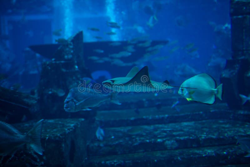 Huge Manta Ray Fish Flying Underwater among Other Fish in Oceanarium ...