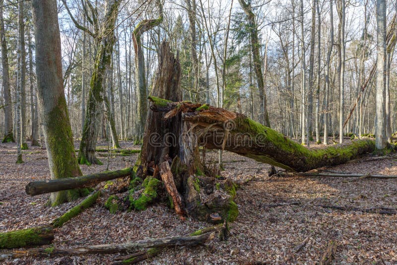 Huge Maple Tree Broken in Springtime Forest Stock Photo - Image of ...