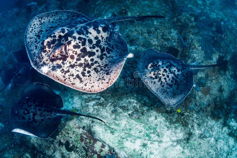 Huge Marble Rays Deep Underwater on a Tropical Coral Reef in the ...